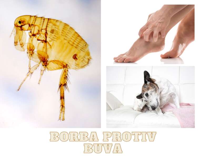 Borba Protiv Buva: Saveti Za Efikasno Uklanjanje Iz Doma - Sens